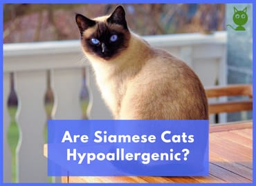 Are Siamese Cats Hypoallergenic? - Top Cat Condo